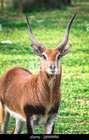 An aquatic antelope or water cobo in a field Stock Photo - Alamy