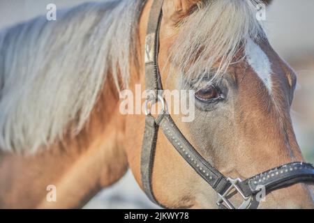 A Closeup of a head of a brown Haflinger horse Stock Photo - Alamy
