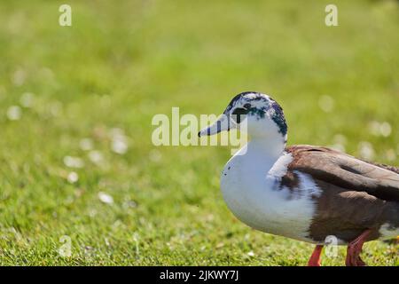 Magpie Eating Bread Stock Photo - Alamy