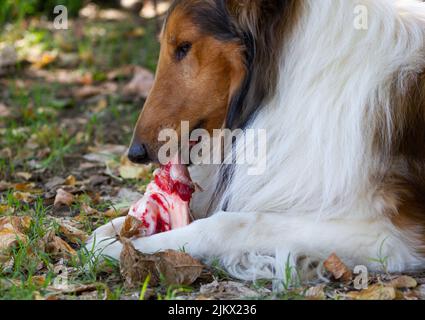 rough collie eating a big bone with raw meat, following barf diet Stock ...