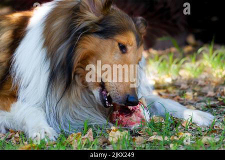 rough collie eating a big bone with raw meat, following barf diet Stock ...