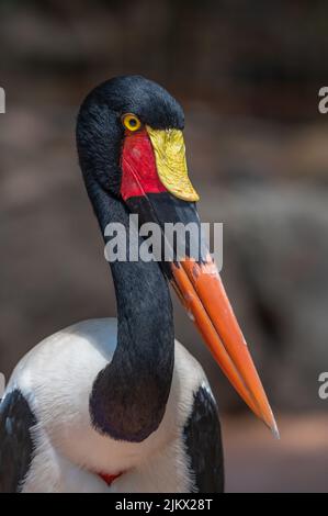 A vertical shot of a saddle-billed stork perched in a swamp Stock Photo ...