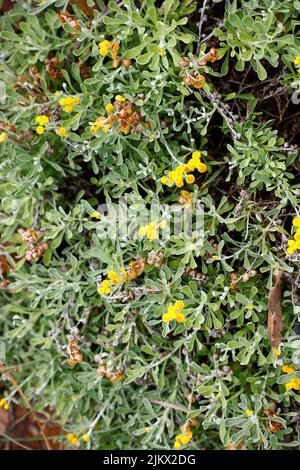 Close up of an Australian native Yellow Billy Button flower head ...