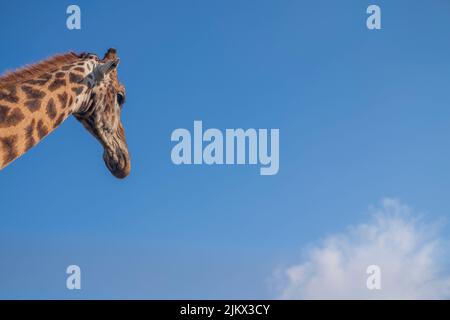 A low angle shot of a long-necked wild giraffe against the blue sky ...