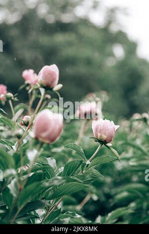 A closeup of grass and plants growing against a clear sky Stock Photo ...