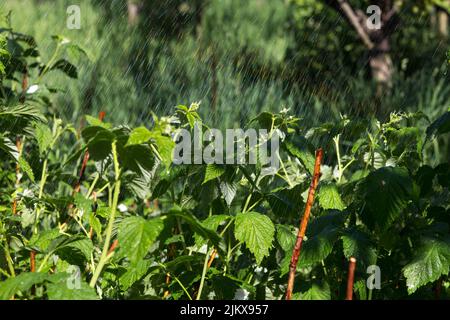 Rain generously pours very green garden and shrubs of growing ...