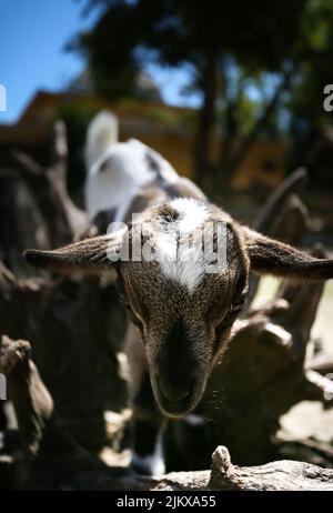 Two dwarf goats were born in the Zoo in Zagreb two weeks ago in Zagreb ...