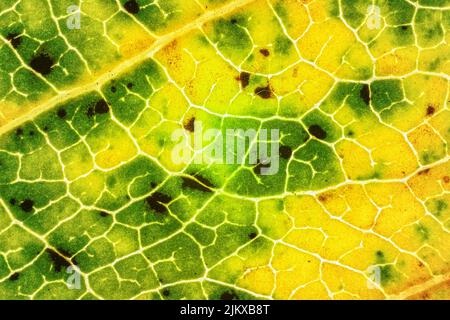 Fallen leaf, parts of it coloured yellow orange and dark brown spots ...