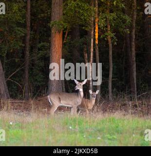 Whitetail doe and yearling in Hoke County North Carolina Stock Photo ...
