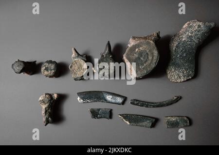 Dinosaur backbone fossil bones. Relic skeleton bone structure on ...