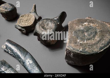 Dinosaur backbone fossil bones. Relic skeleton bone structure on ...