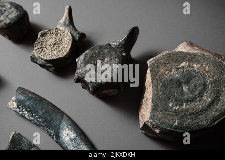 Dinosaur backbone fossil bones. Relic skeleton bone structure on ...