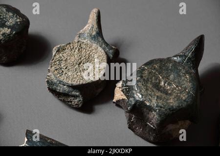 Dinosaur backbone fossil bones. Relic skeleton bone structure on ...