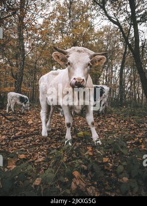 Vertical shot of the bulls in the field Stock Photo - Alamy