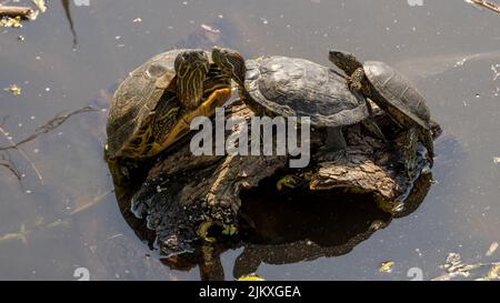 A family of painted turtles on a rock at a pond in the sunlight Stock ...