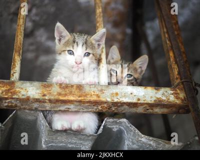 A closeup low angle shot of a cat looking suspiciously from an edge on ...
