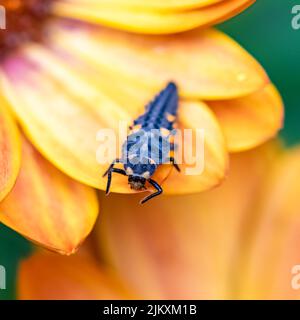 seven-spot ladybird larva, black and orange insect on a flower Stock ...