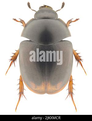 Water scavenger or dung beetle species Sphaeridium lunatum, male Stock ...