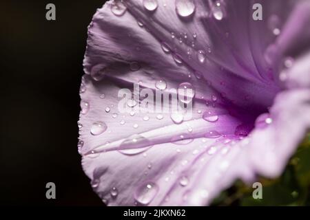 Water droplets on a closeup of a flower Stock Photo - Alamy