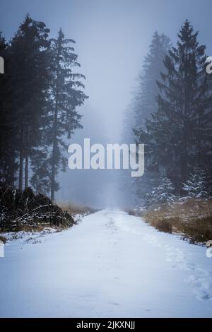 A vertical shot of a pathway in the forest Stock Photo - Alamy