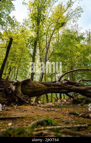 A fallen tree next to a beautiful dolmen in the Basque country ...