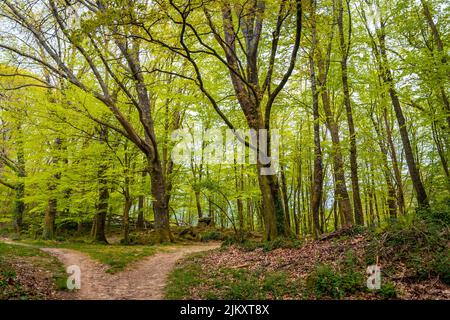 Path to a beautiful dolmen in the Basque country. Errenteria, Gipuzkoa ...
