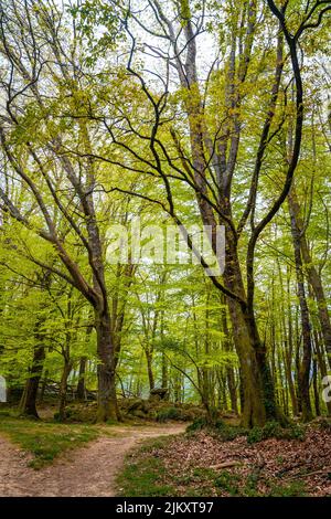 Path to a beautiful dolmen in the Basque country. Errenteria, Gipuzkoa ...