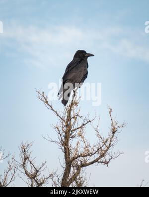 A vertical shot of a black bird perched on a metal surface in a blurred ...