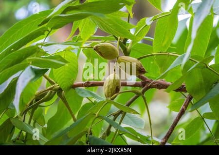Manchurian walnut, lat. juglans mandshurica, ripe fruits on the tree ...