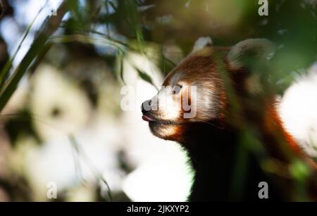 Red Panda hiding in foliage Stock Photo - Alamy