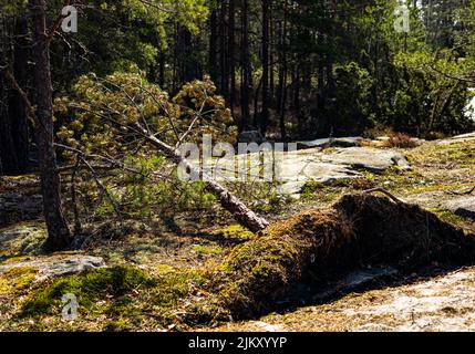 fallen pine tree Stock Photo - Alamy