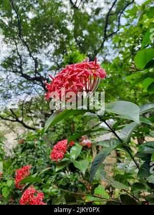 Closeup shot of a beautiful Ixora plant with red shrub in the garden ...