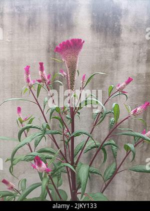 Texture of a pink Cockscomb flower Stock Photo - Alamy
