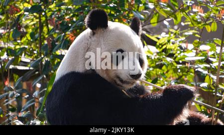 Giant panda eats bamboo on a sunny day Stock Photo - Alamy