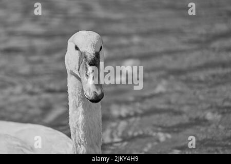 A lone white swan cruising on a calm lake Stock Photo - Alamy