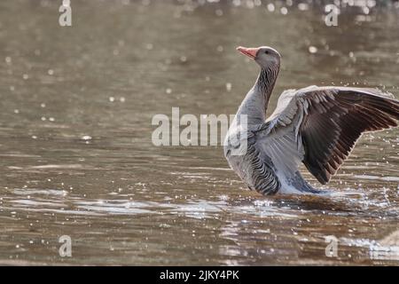 A goose wading its wings on the water Stock Photo - Alamy