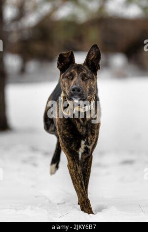 Dutch Shepherd Dog running through Long Grass Stock Photo - Alamy