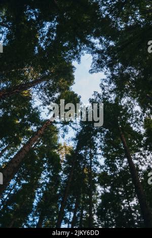 A high angle shot of green branches above a river in Langelsheim, Lower ...