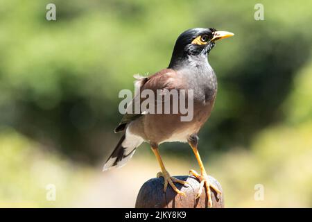 A closeup shot of a common myna bird Stock Photo - Alamy