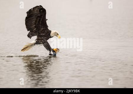 Closeup shot of a bald eagle flying in the sky Stock Photo - Alamy