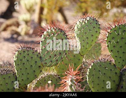 A closeup shot of a prickly pear cactus in Arizona, USA Stock Photo - Alamy