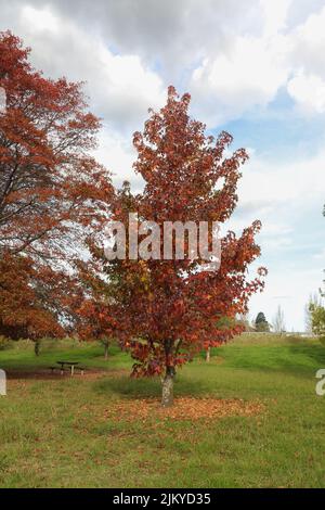 An autumn scene at Cosh Park Sutton Forest, Southern Highlands, NSW ...