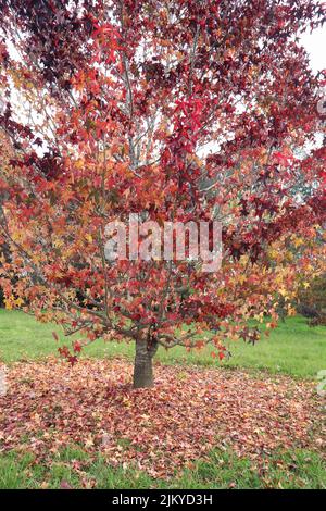 An autumn scene at Cosh Park Sutton Forest, Southern Highlands, NSW ...