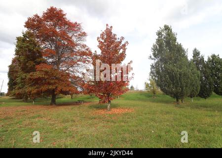 An autumn scene at Cosh Park Sutton Forest, Southern Highlands, NSW ...