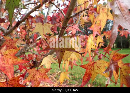 An autumn scene at Cosh Park Sutton Forest, Southern Highlands, NSW ...