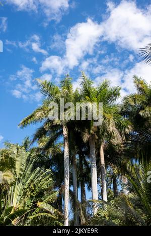 A low-angle shot of coconut trees under the sky Stock Photo - Alamy