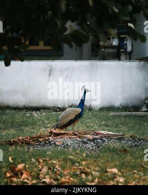 Peacock is one of the most beautiful and elegant birds Stock Photo - Alamy