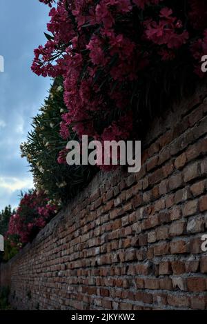Oleander in bloom on a brick wall Stock Photo - Alamy