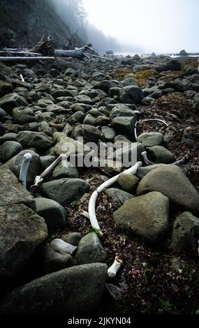 Whale bones on the shore of the North Coast, Olympic National Park ...