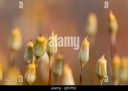 A selective focus shot of Polytrichum commune Stock Photo - Alamy